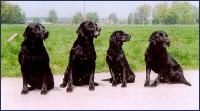 Drakeshead Line Colours | Labradors Forums